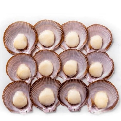 Mussels And Scallops - Godden Food Group - Godden Food Group